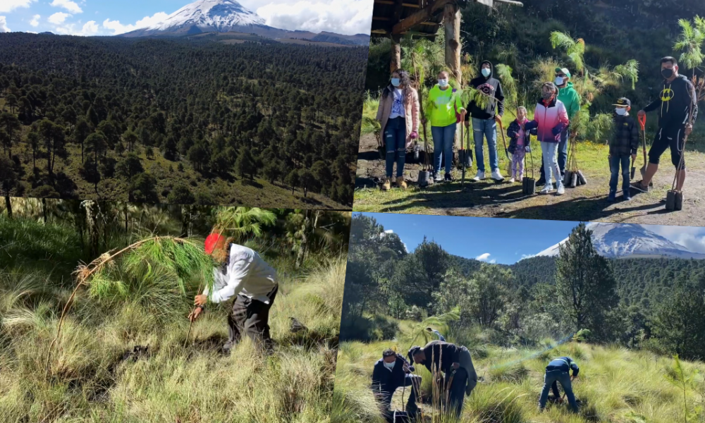 Realizan jornada de reforestación en Amecameca; suman ya 13 mil árboles ...