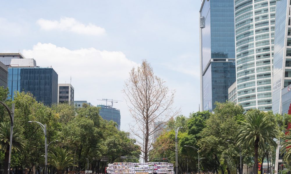 Ya hay fecha para plantar el Ahuehuete en la Glorieta de Paseo de ...