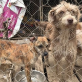 VIDEO: Fiscalía mexiquense encierra a 15 perritos en domicilio ...